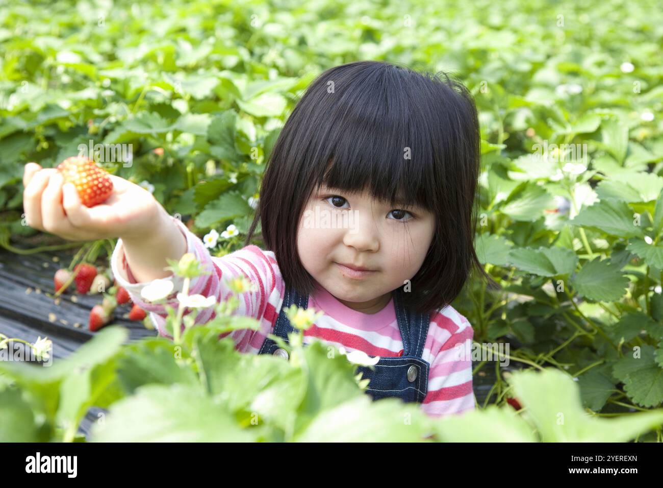 Strawberry picking child snapshot Stock Photo - Alamy