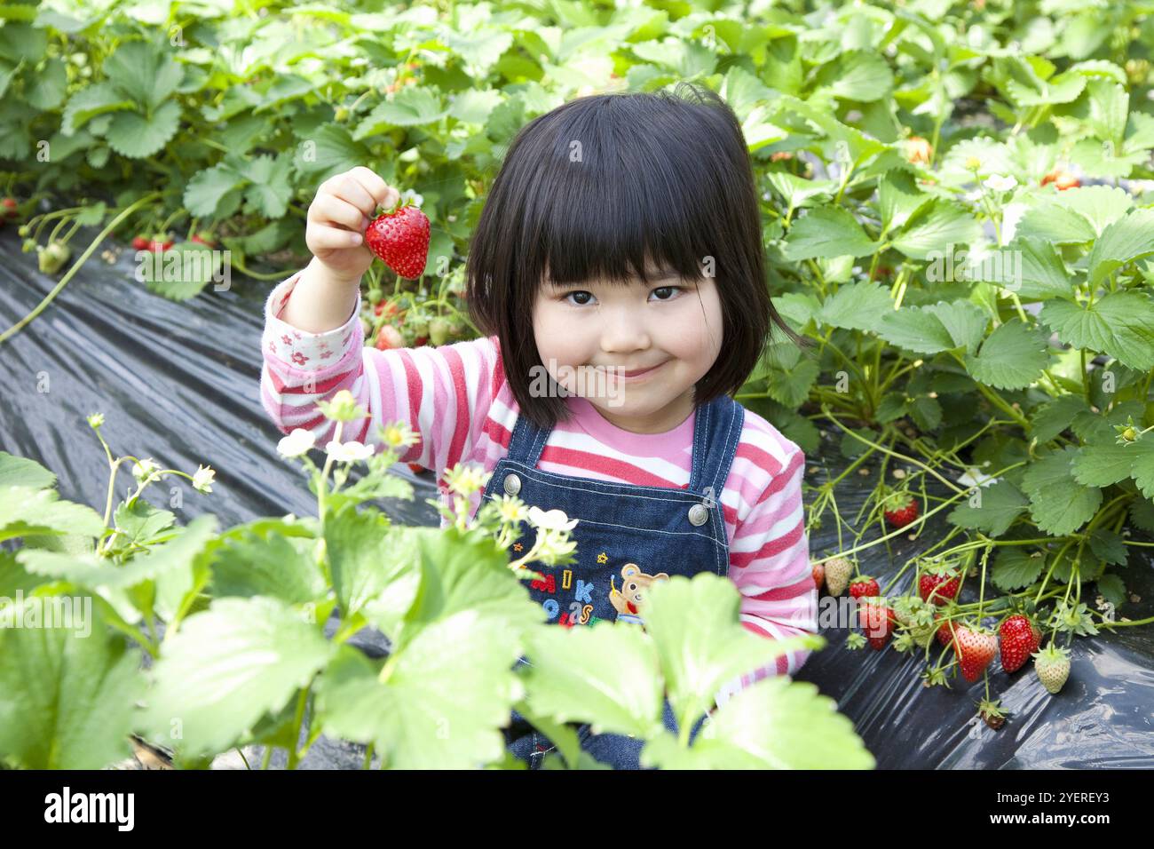 Strawberry picking child snapshot Stock Photo - Alamy