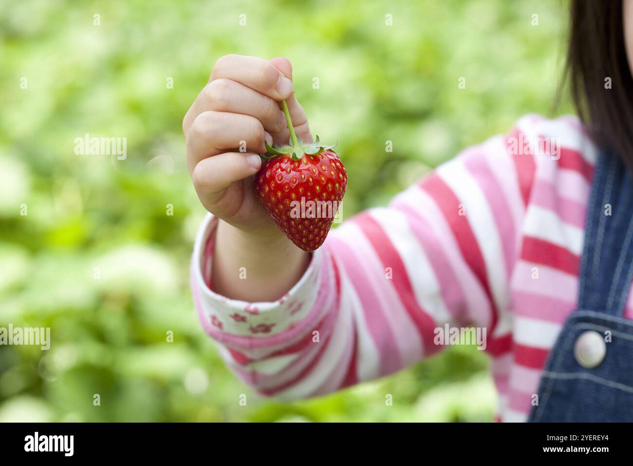 Child holding strawberry in hand Stock Photo - Alamy