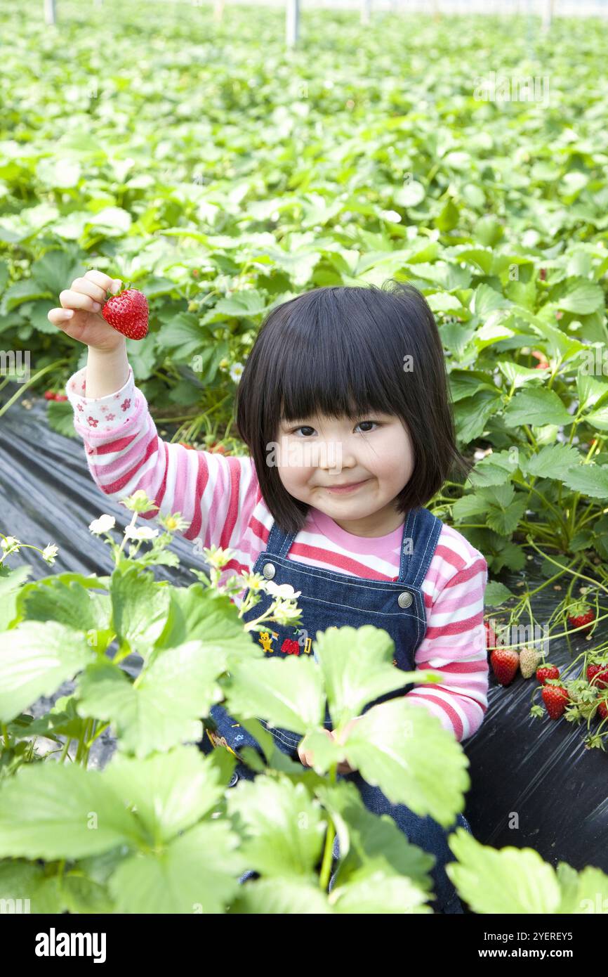 Strawberry picking child snapshot Stock Photo - Alamy