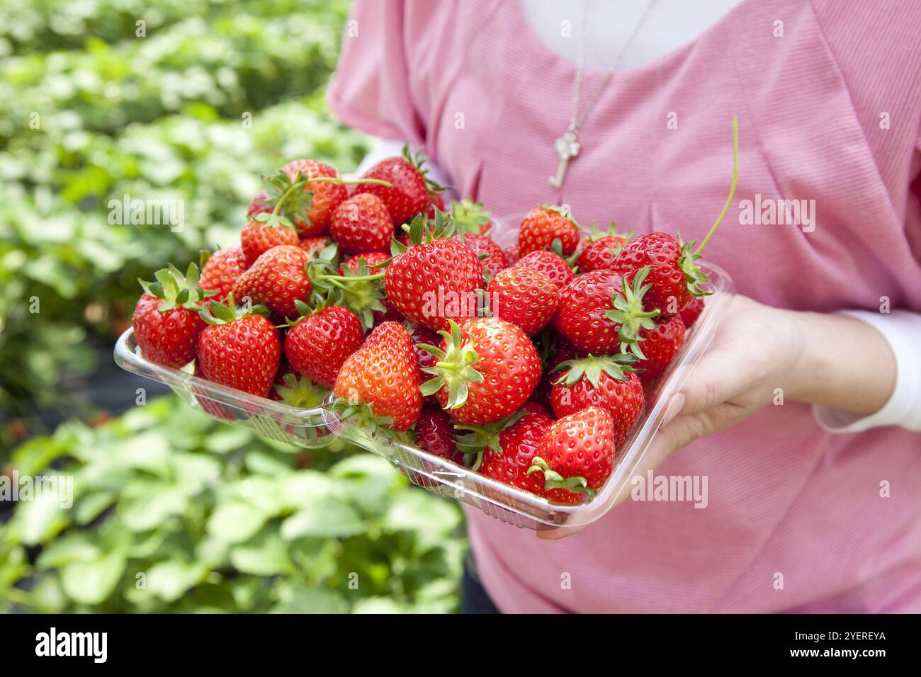 Strawberry picking harvest Stock Photo - Alamy