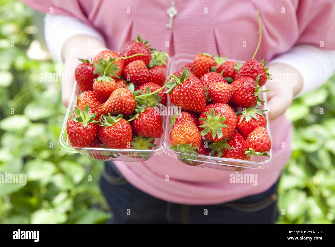 Strawberry picking harvest Stock Photo - Alamy