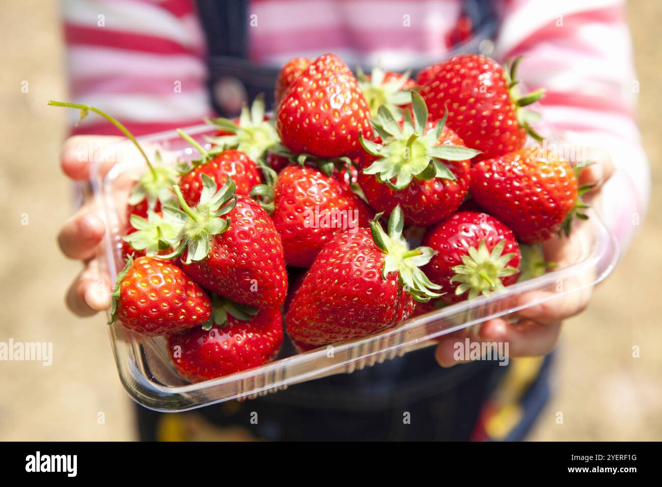 Strawberry picking harvest Stock Photo - Alamy