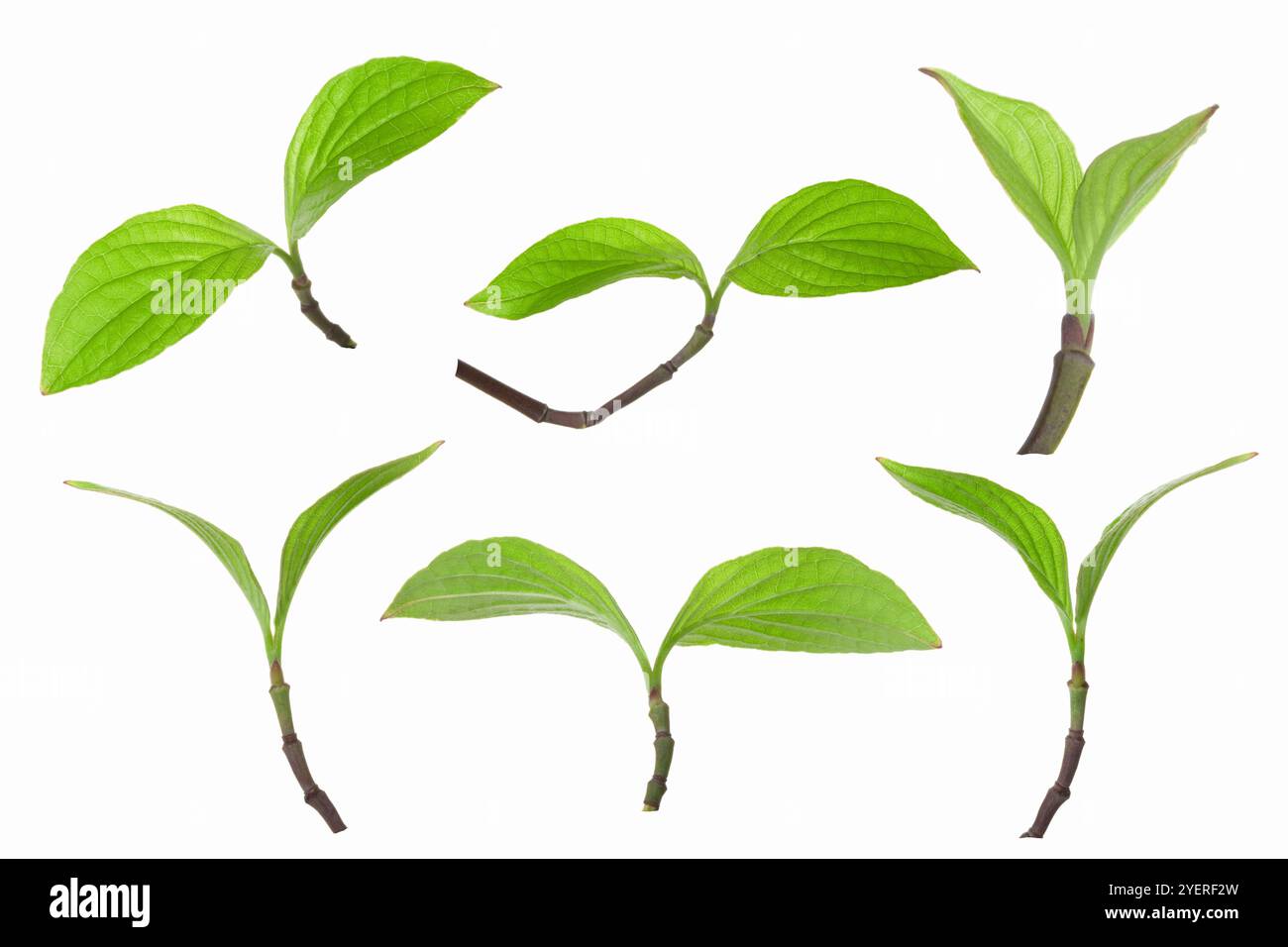 May sprout hi-res stock photography and images - Alamy