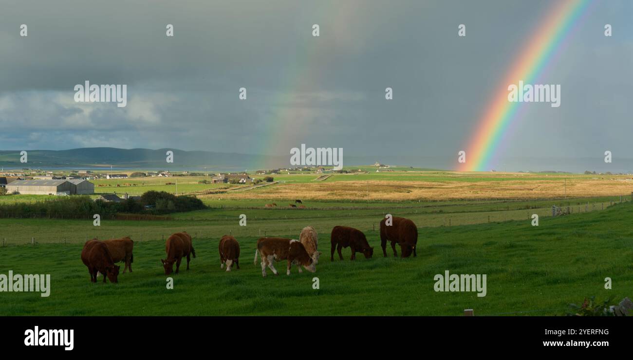 Beef cattle on Orkney farmland, Scotland Stock Photo - Alamy