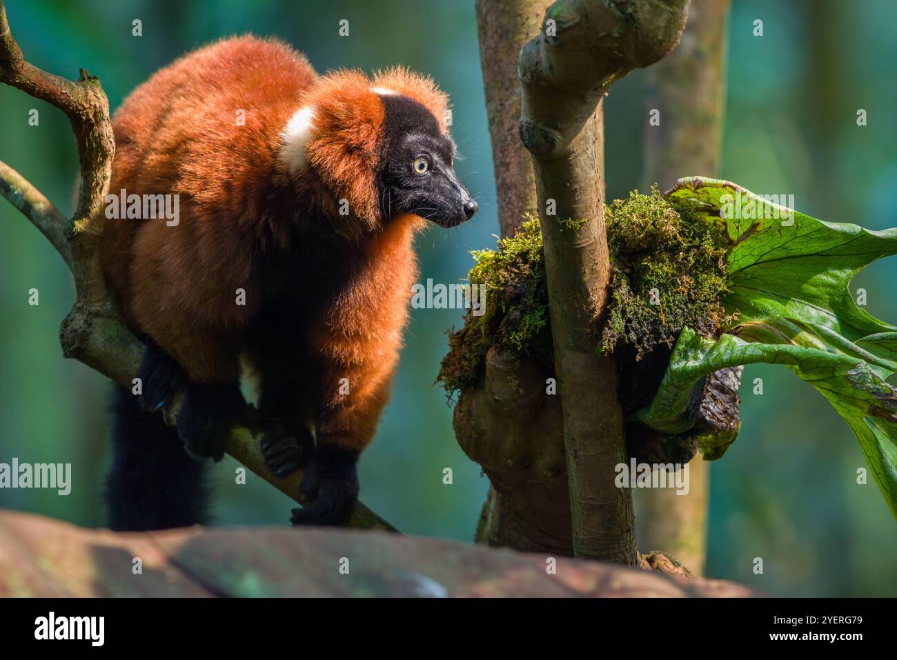 Masoala rainforest zoo zurich hi-res stock photography and images - Alamy