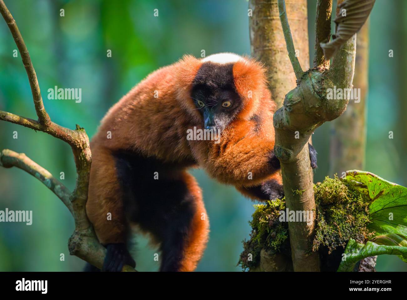 Red ruffed lemur, Masoala Hall Zurich Zoo Stock Photo - Alamy