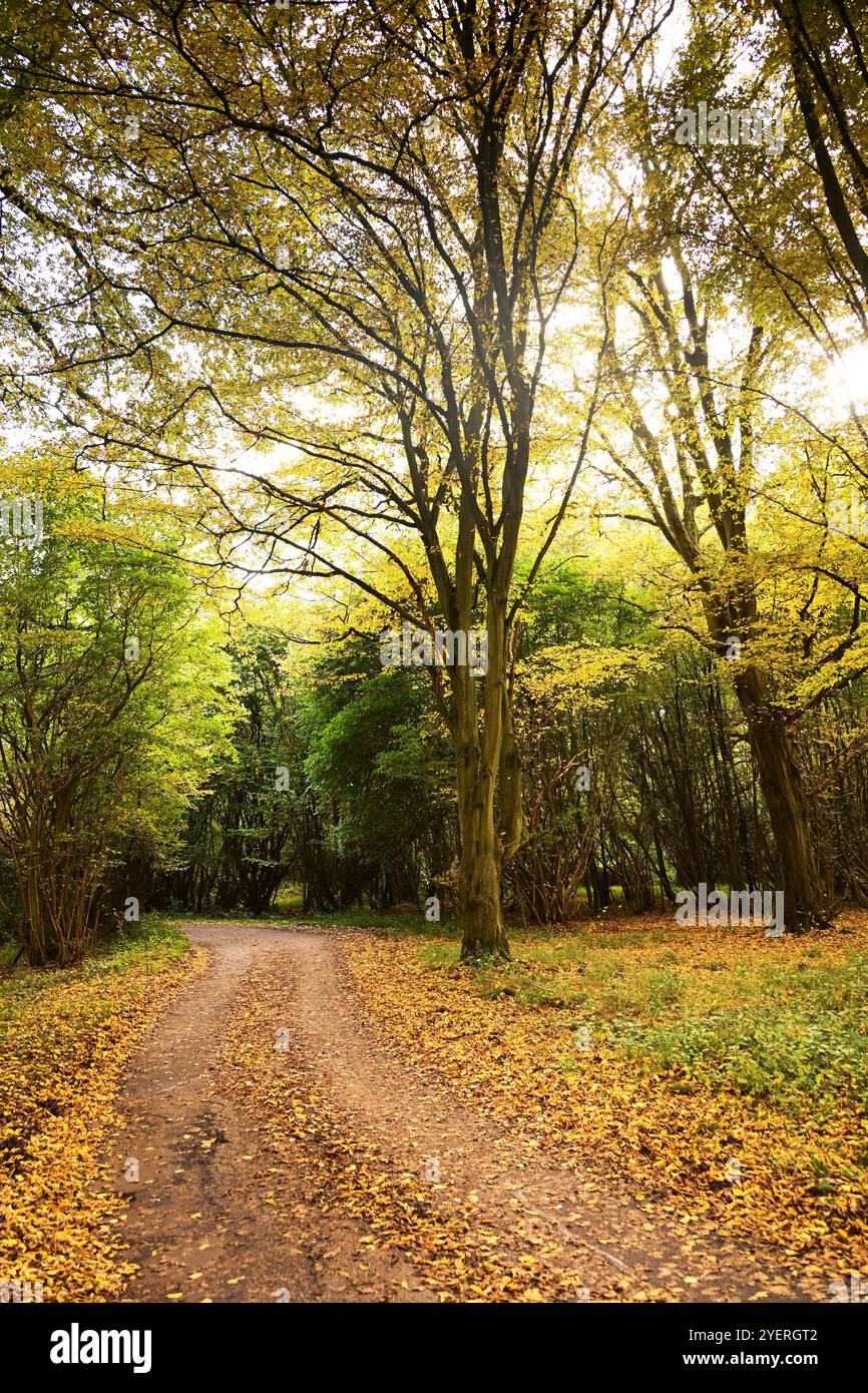 Autumn Colour and Leaves in Hatfield Forest, England Stock Photo - Alamy