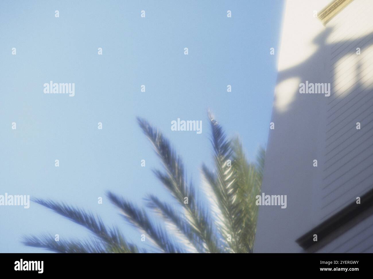 Phoenix and shadow Stock Photo - Alamy