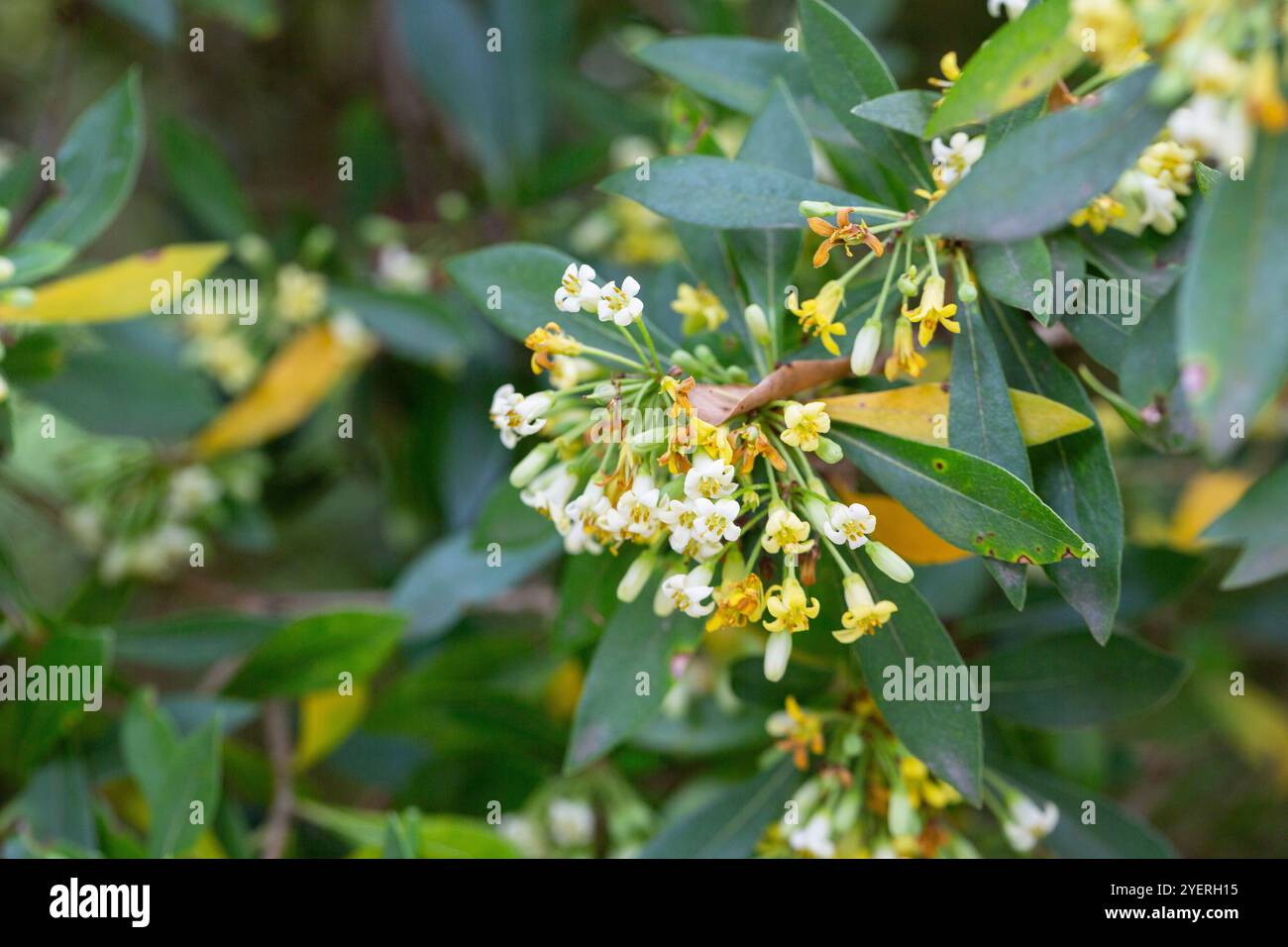 An evergreen shrub up to 3-4 m tall with oblong-lanceolate or rhombic ...
