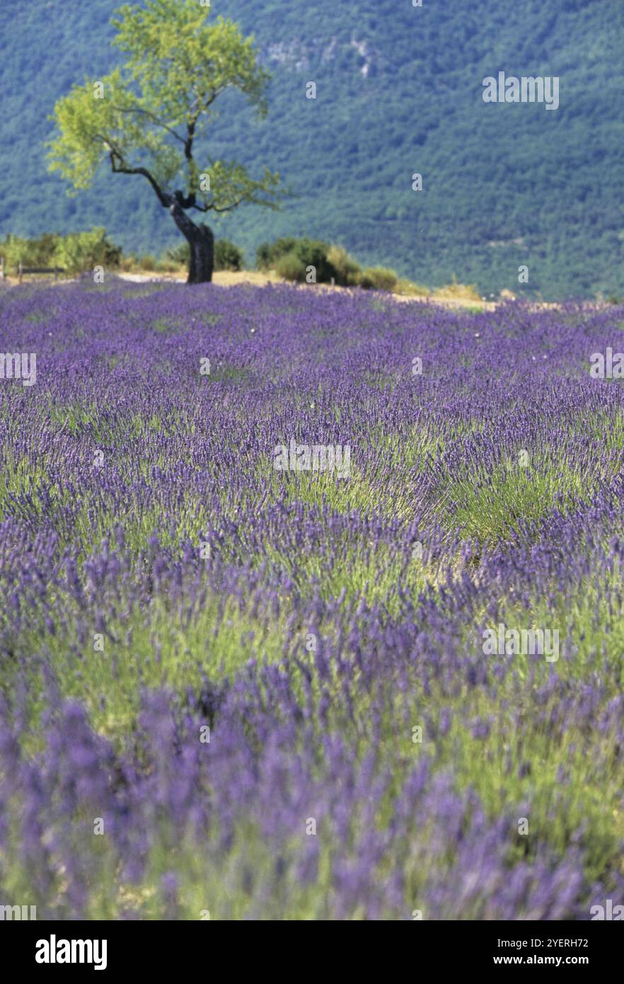 Lavender field and standing trees Stock Photo - Alamy