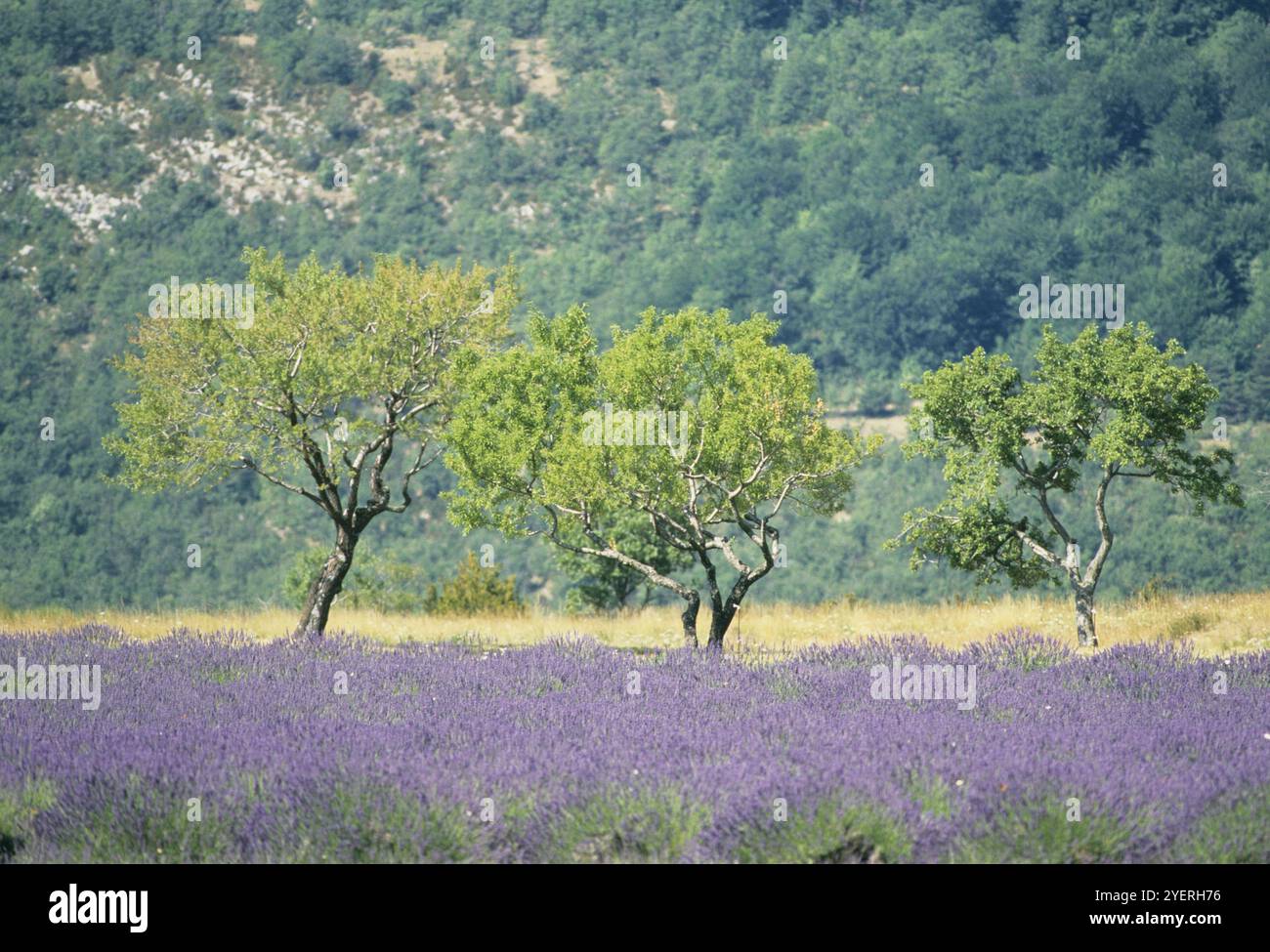 Lavender field and standing trees Stock Photo - Alamy