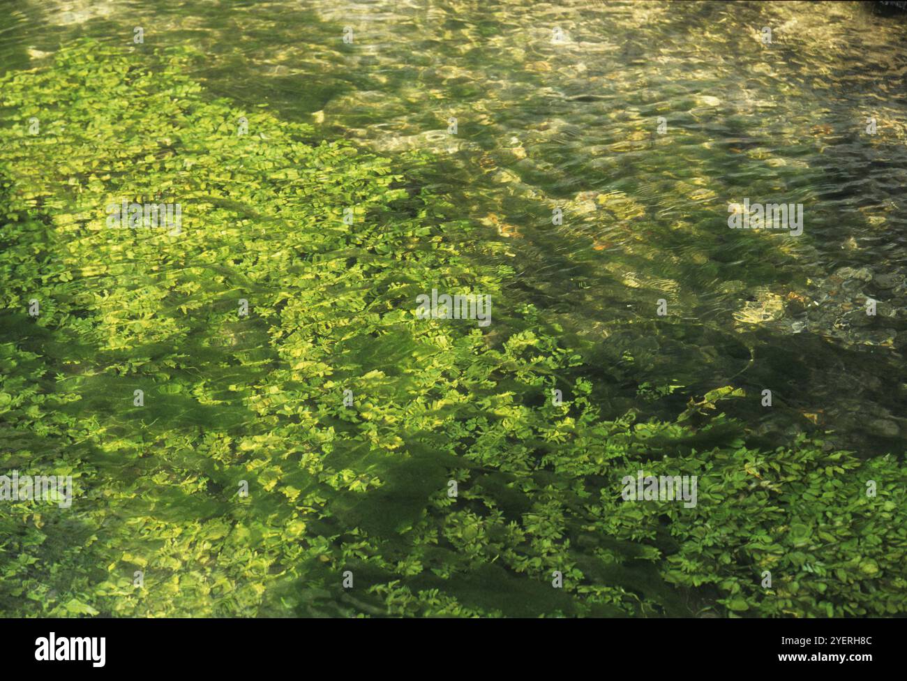 Spring water and water plants Stock Photo - Alamy