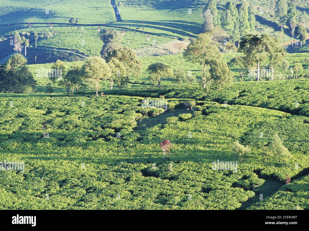 Java tea plantation hi-res stock photography and images - Alamy