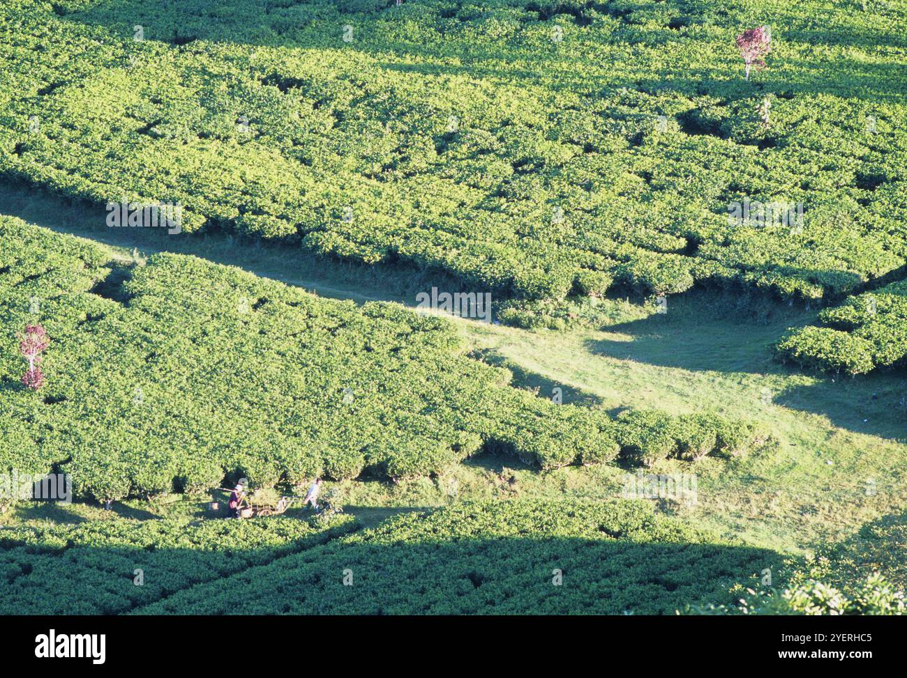 Tea plantation on Java Island Stock Photo - Alamy