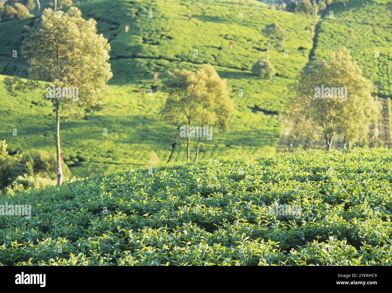 Java tea plantation hi-res stock photography and images - Alamy