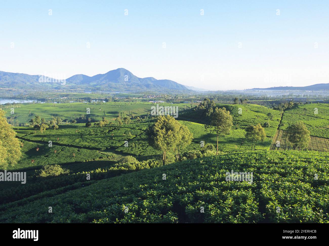 Java island agriculture hi-res stock photography and images - Alamy