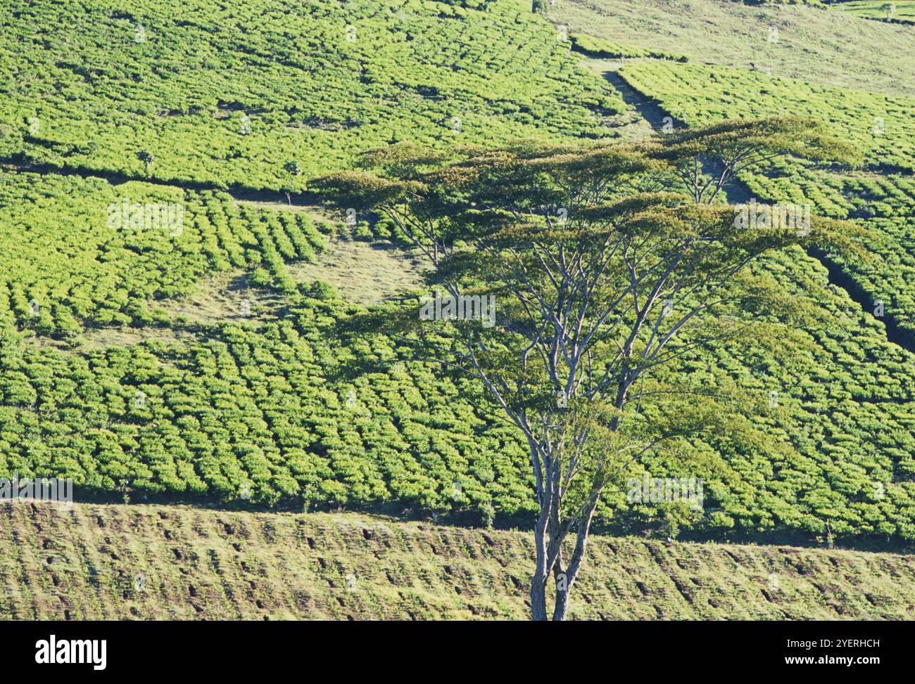 Java island agriculture hi-res stock photography and images - Alamy