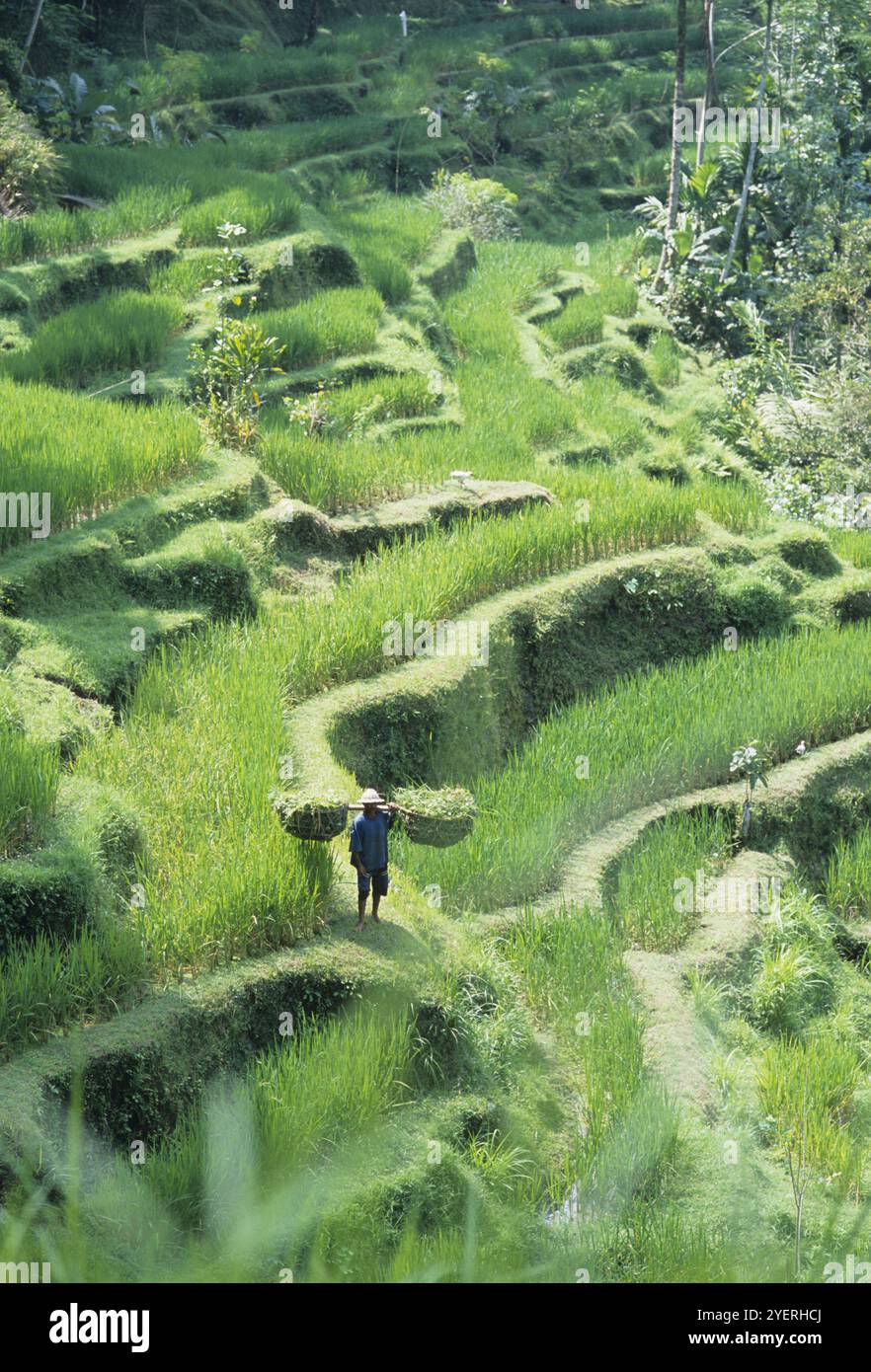 Rice terraces in Tegalalang Stock Photo - Alamy