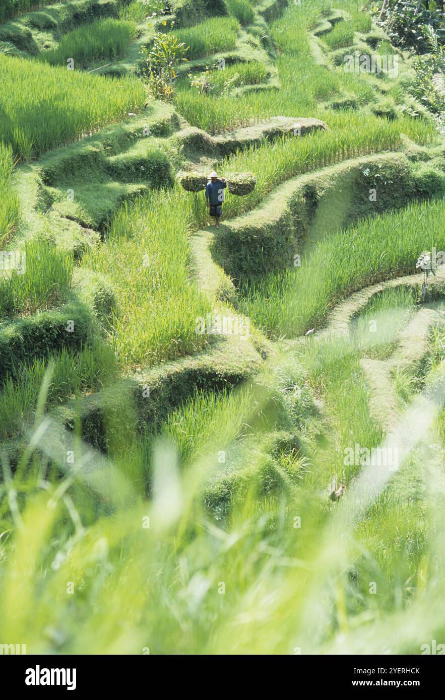 Rice terraces of tegalalang hi-res stock photography and images - Alamy