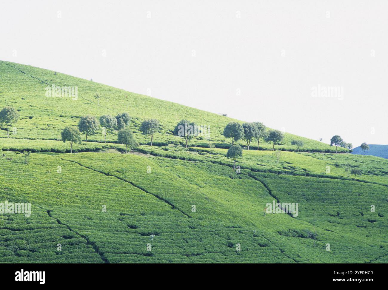 Tea field view hi-res stock photography and images - Alamy