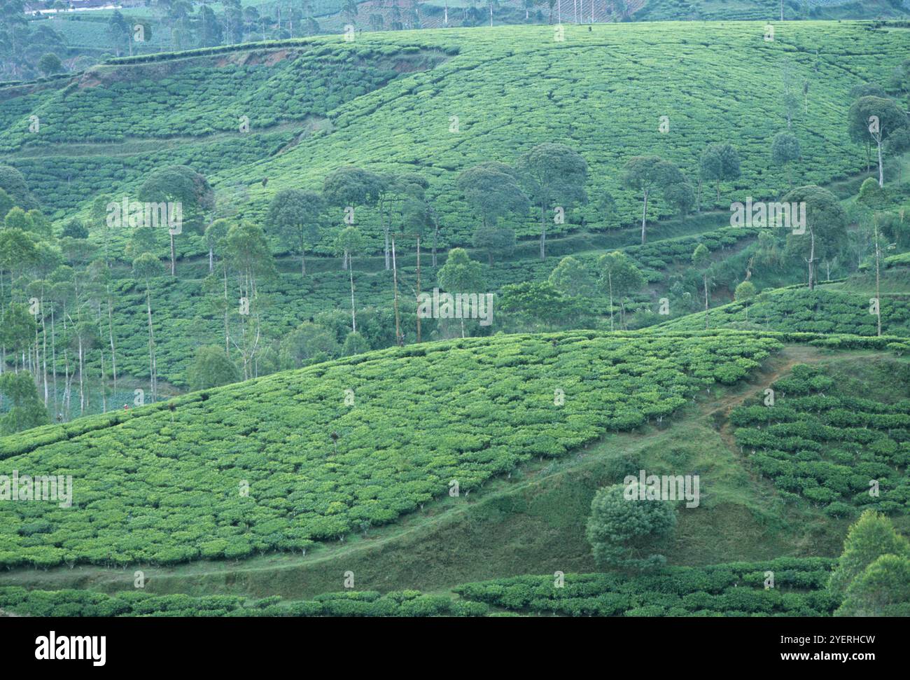 Tea plantation wide view hi-res stock photography and images - Alamy