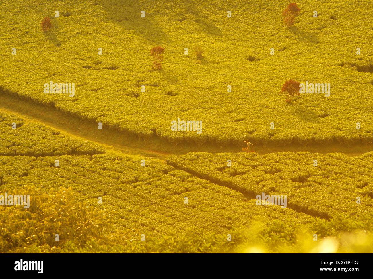 Extensive fields hi-res stock photography and images - Alamy