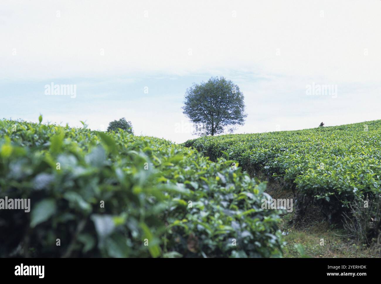 Tea round hi-res stock photography and images - Alamy