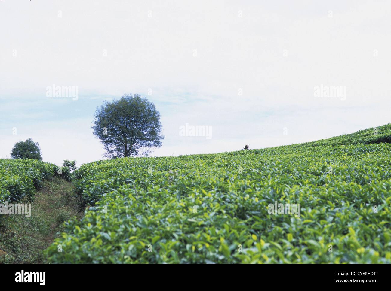 Tea round hi-res stock photography and images - Alamy