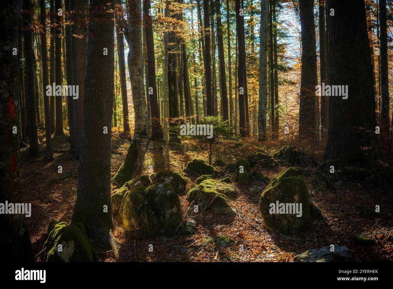Nature , Forest , Landscapes Stock Photo - Alamy