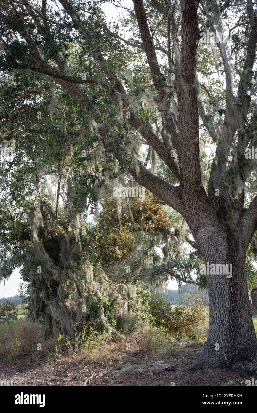 Hanging Spanish Moss on Oak tree in Orlando, Florida, USA - October ...