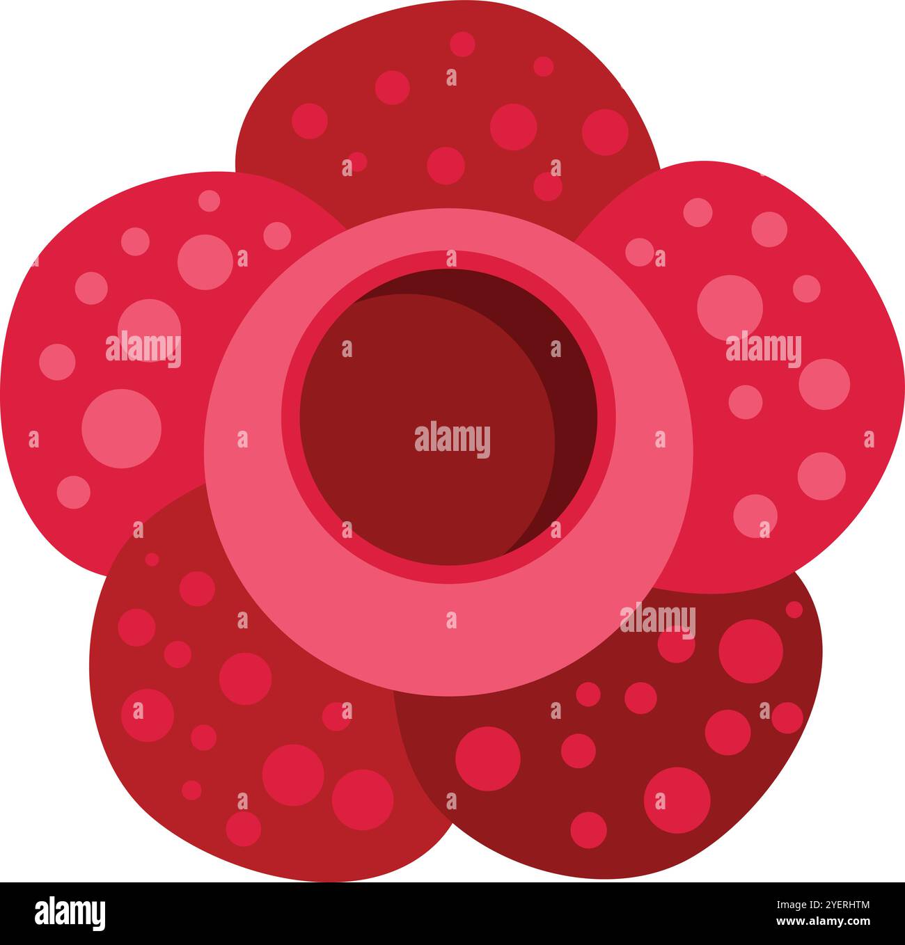 Rafflesia arnoldii flower is opening its five large petals covered with ...