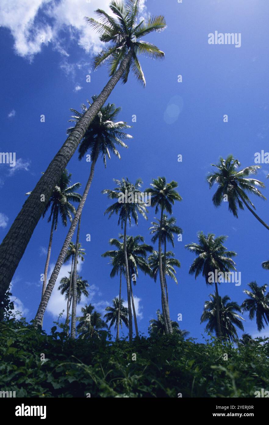 Sky high trees hi-res stock photography and images - Alamy