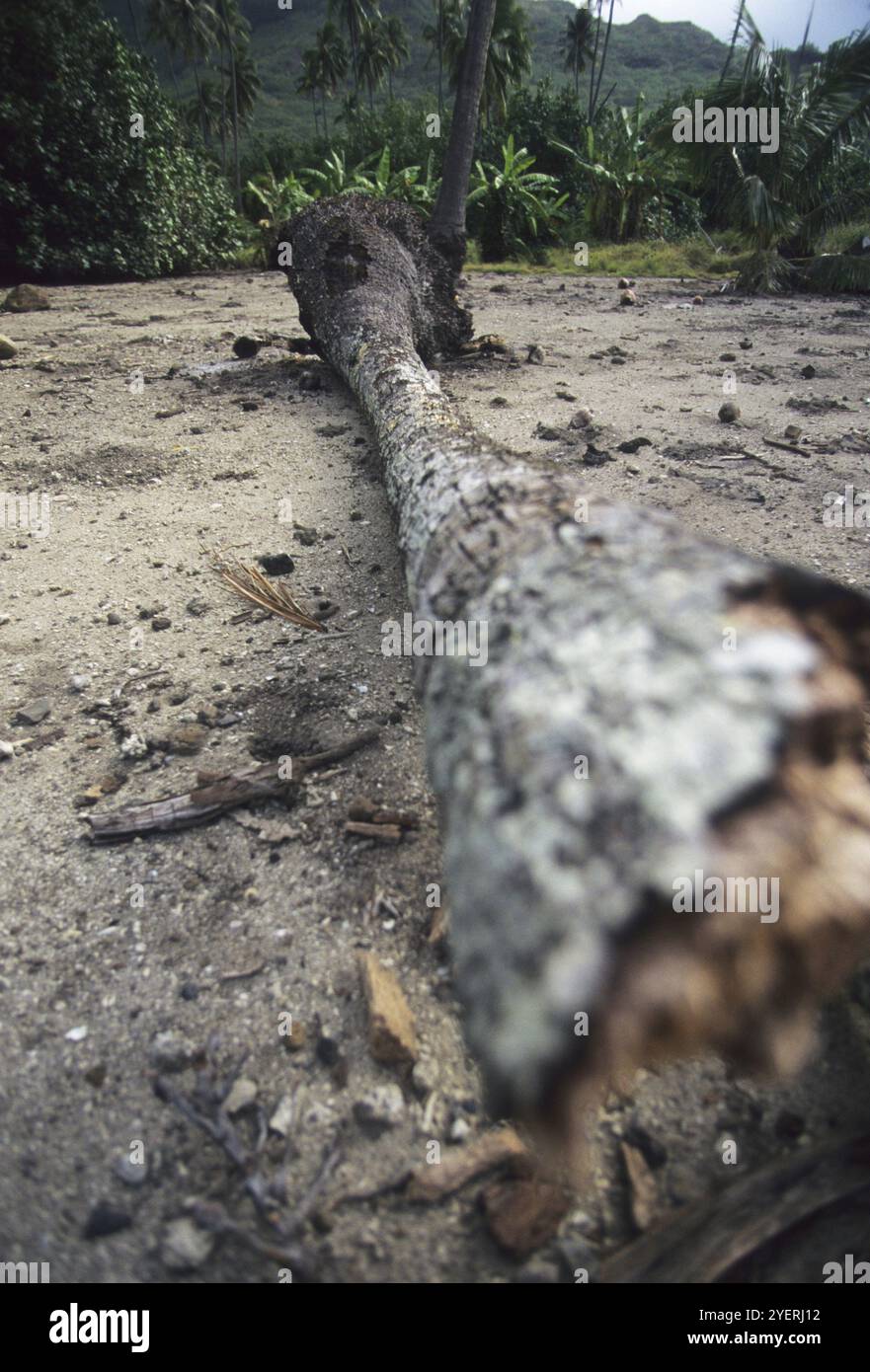 Tree fallen tree hi-res stock photography and images - Alamy