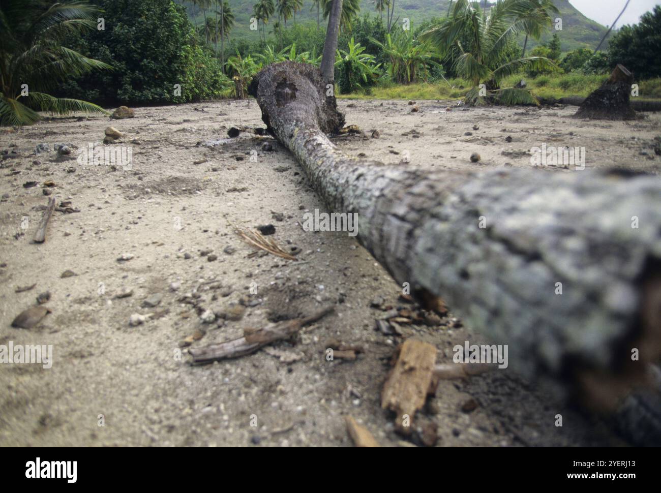 Tree fallen tree hi-res stock photography and images - Alamy