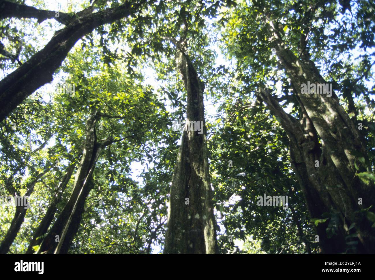 Material of tree hi-res stock photography and images - Alamy