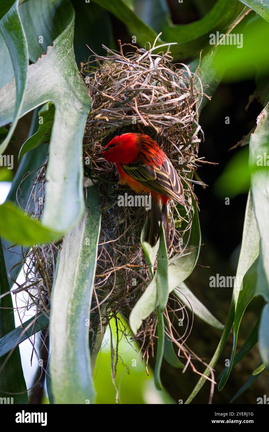 Red weaver bird building a nest between leaves Stock Photo - Alamy