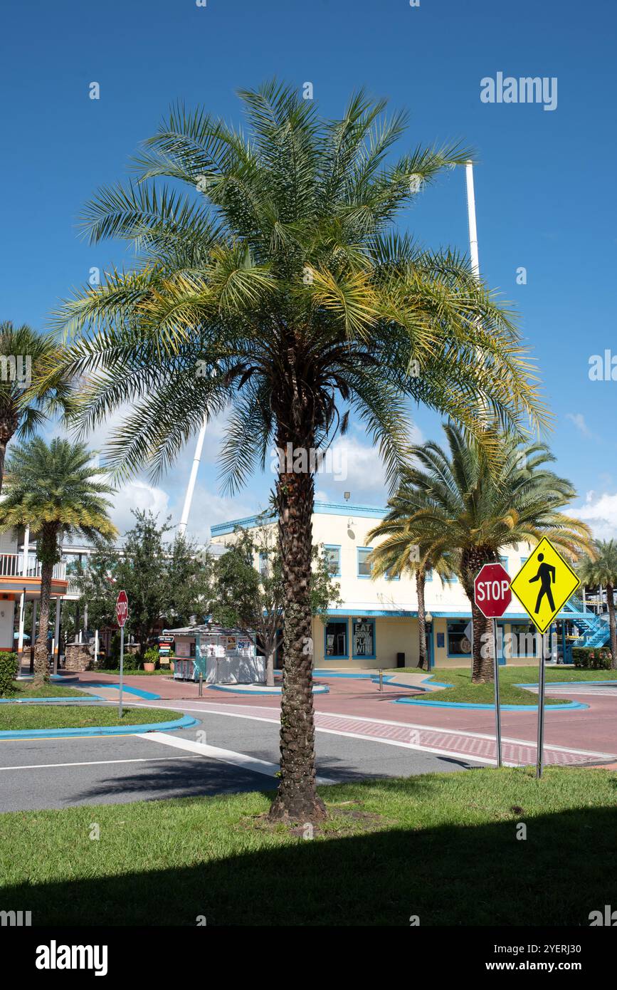 Road and pathway with palm trees in Kissimmee, Florida in October 2024 ...