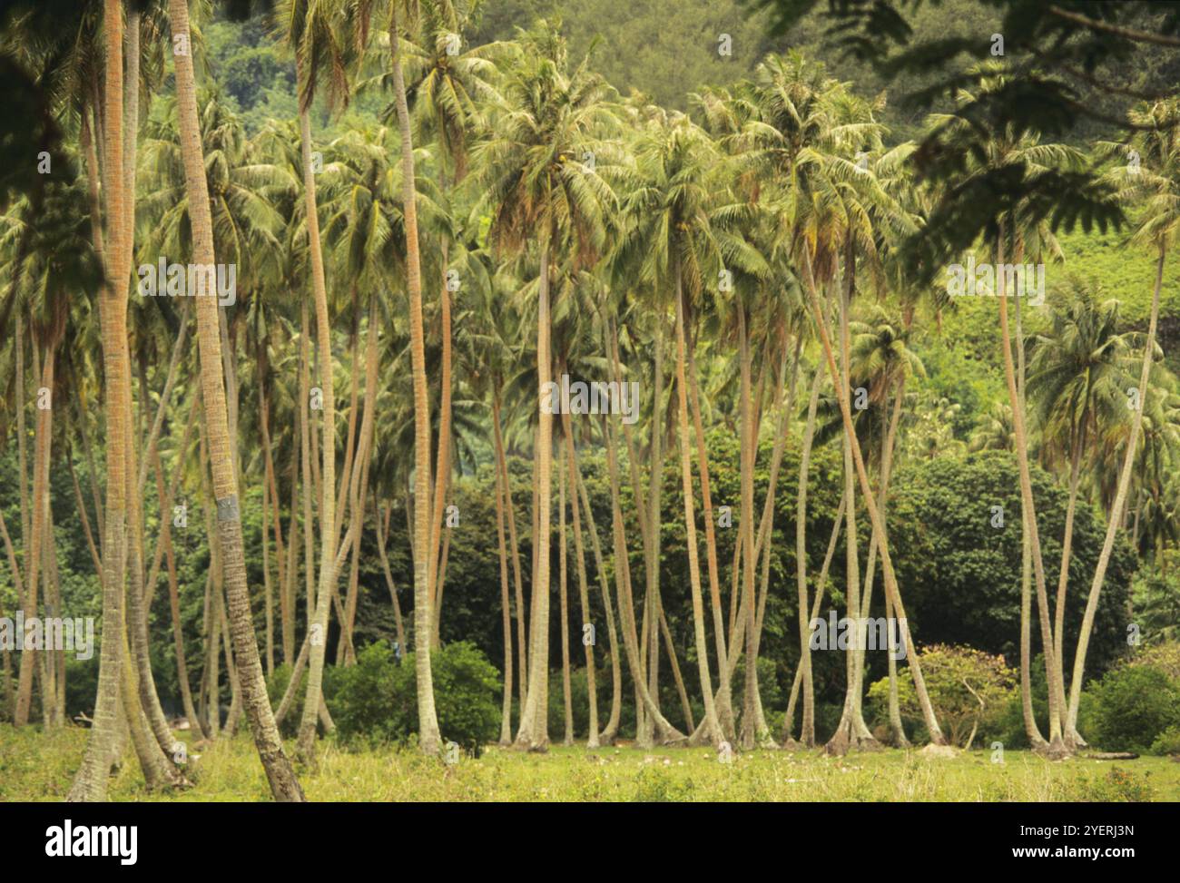 Virgin palm hi-res stock photography and images - Alamy