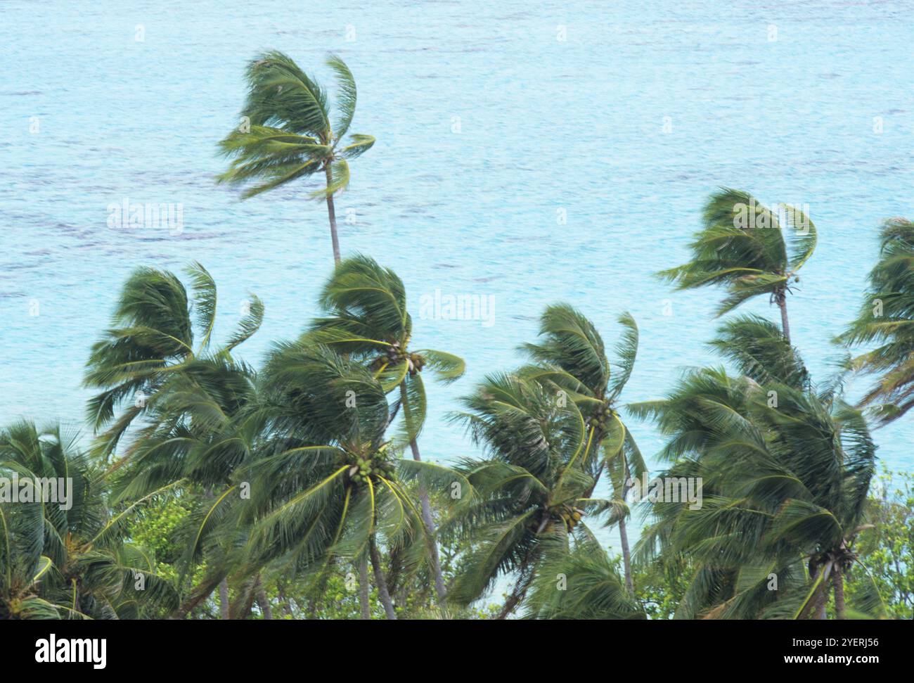 Palm trees in tropical rainforest hi-res stock photography and images - Alamy
