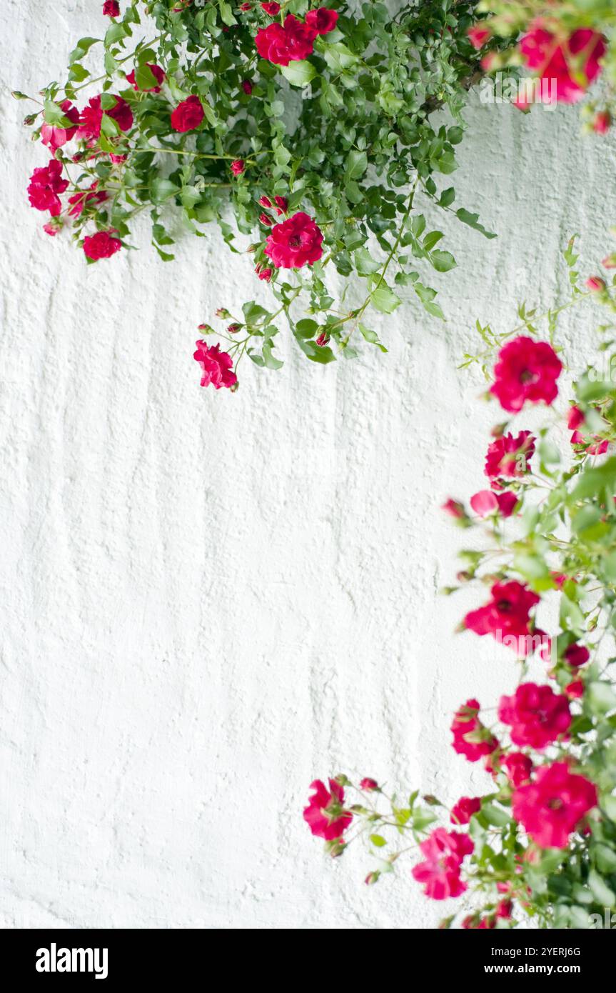 White wall and vine roses Stock Photo - Alamy