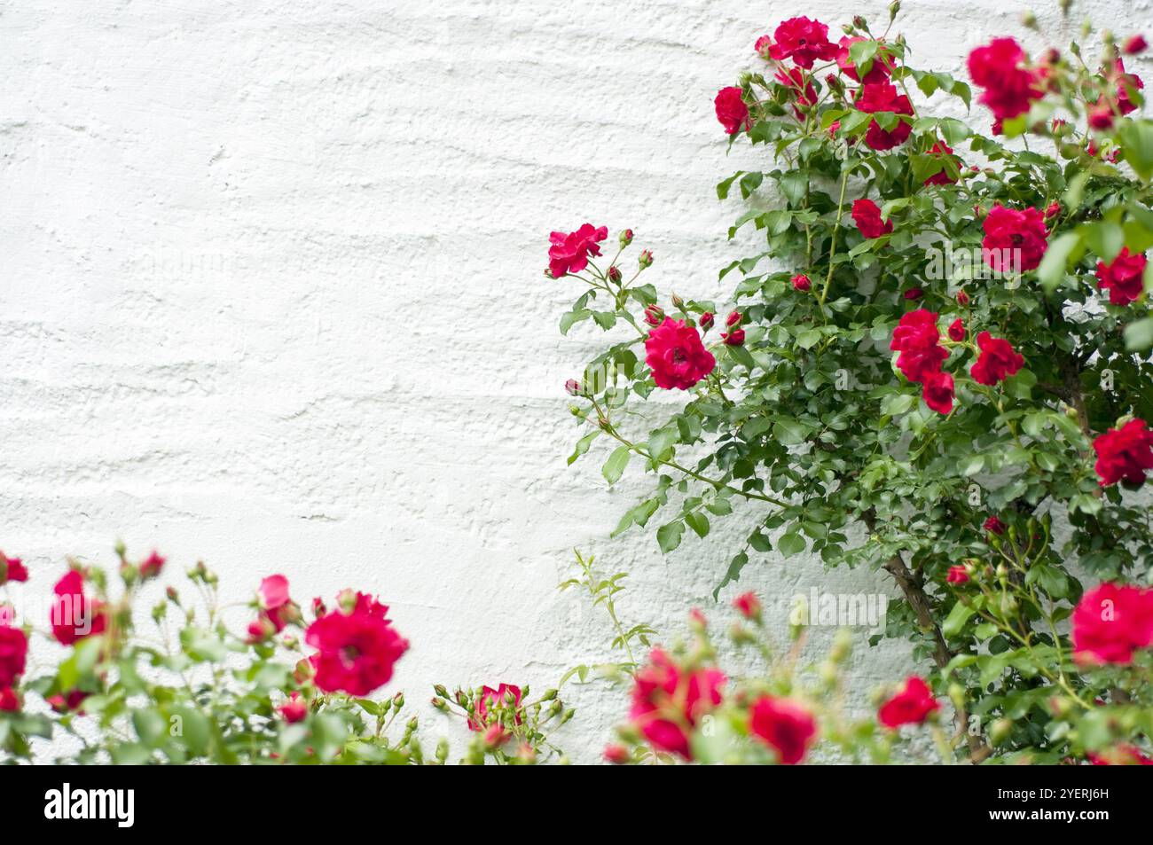 White wall and vine roses Stock Photo - Alamy
