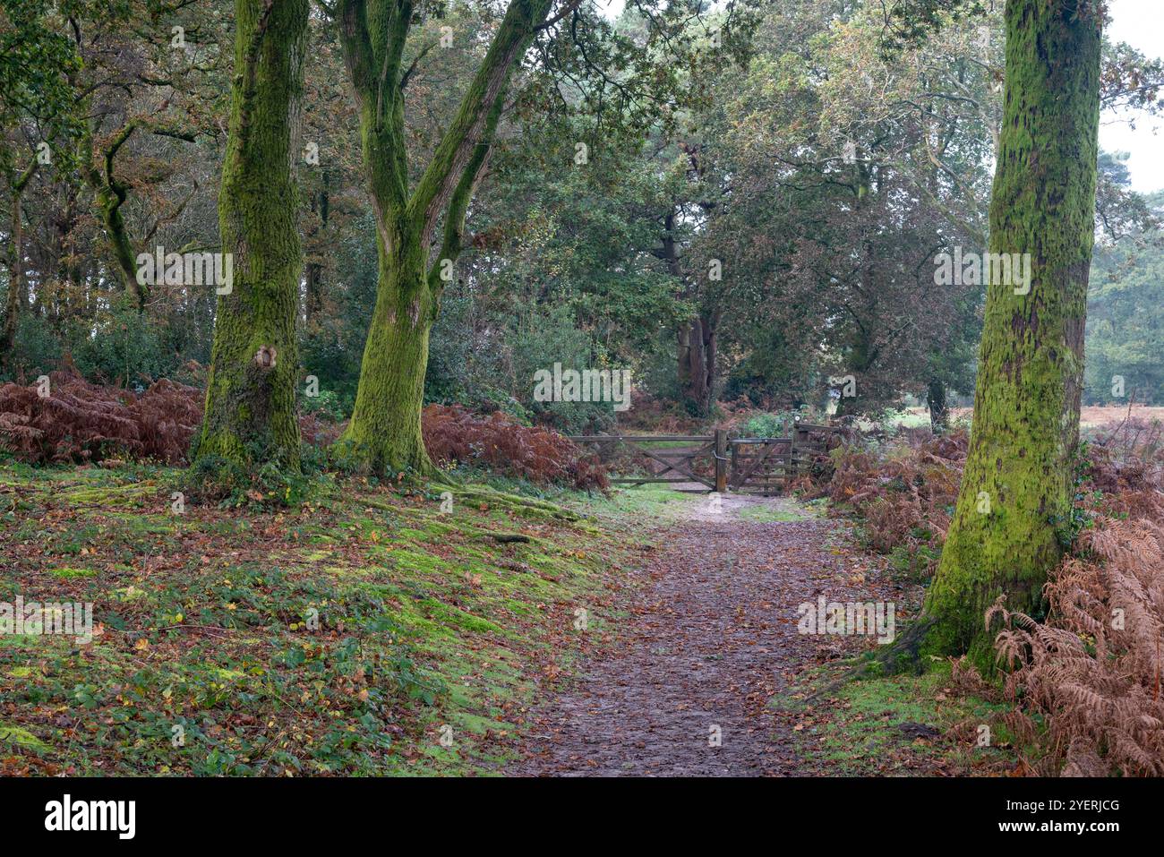 Beautiful path inside forest hi-res stock photography and images - Alamy