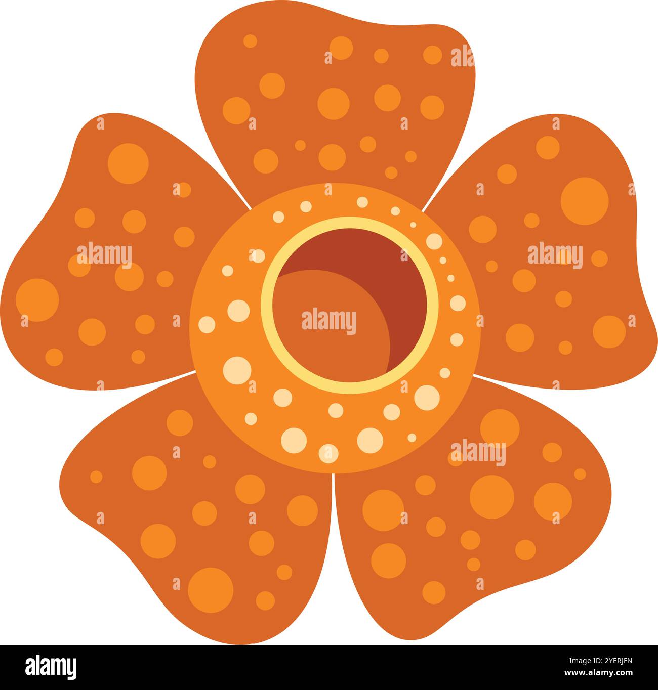 Vector illustration of a rafflesia arnoldii flower blooming, showing ...