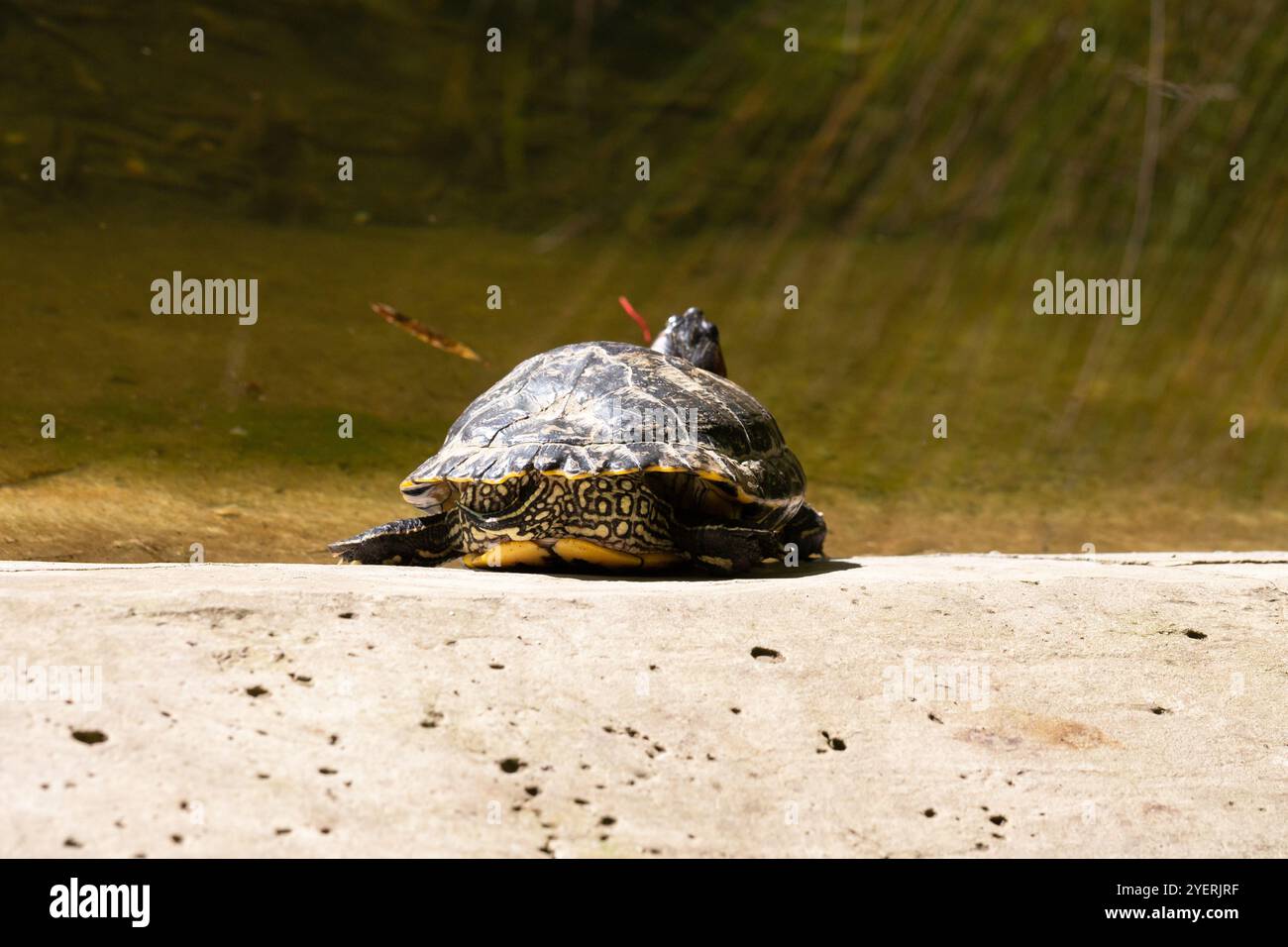 Red-eared turtle rear view, turtle butt Stock Photo - Alamy