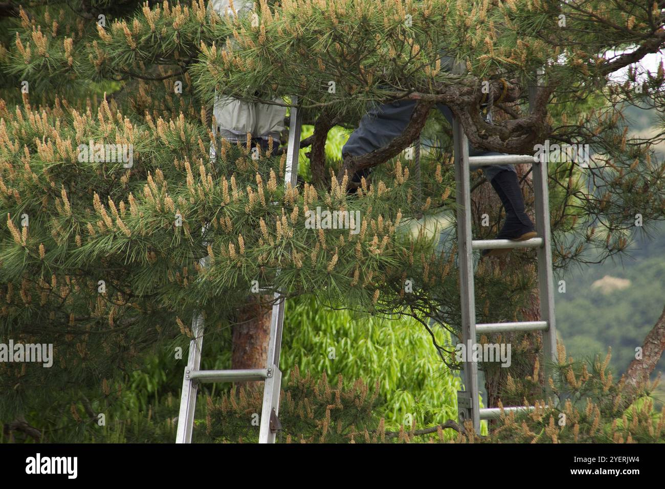 Pruning tree ladder hi-res stock photography and images - Alamy