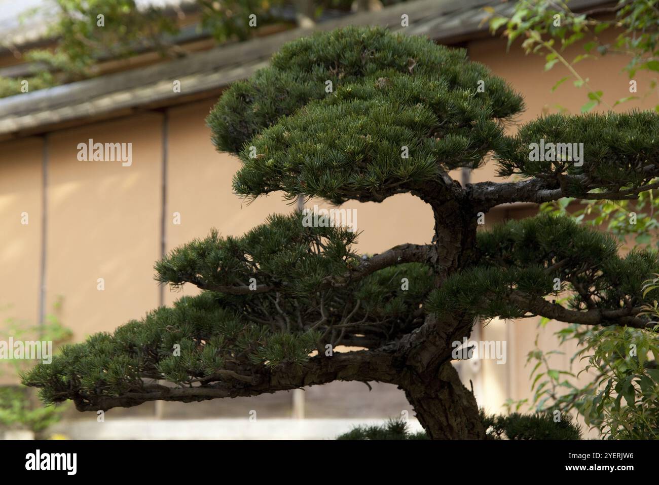 Branching shape hi-res stock photography and images - Alamy