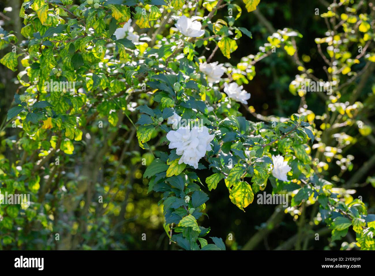One white flower of hibiscus syriacus plant, commonly known as Korean ...