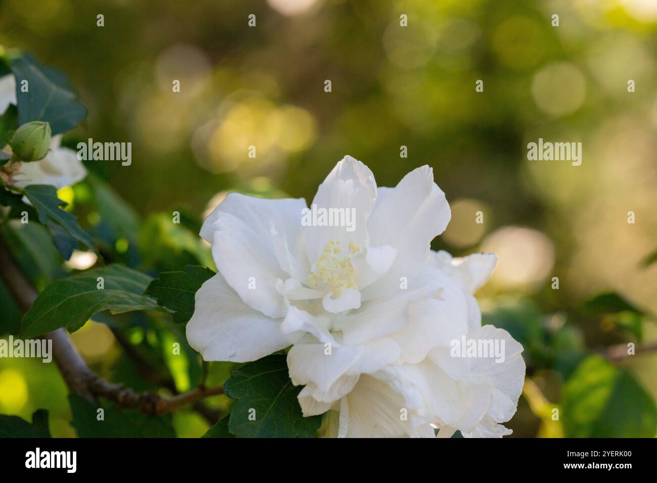 One white flower of hibiscus syriacus plant, commonly known as Korean ...