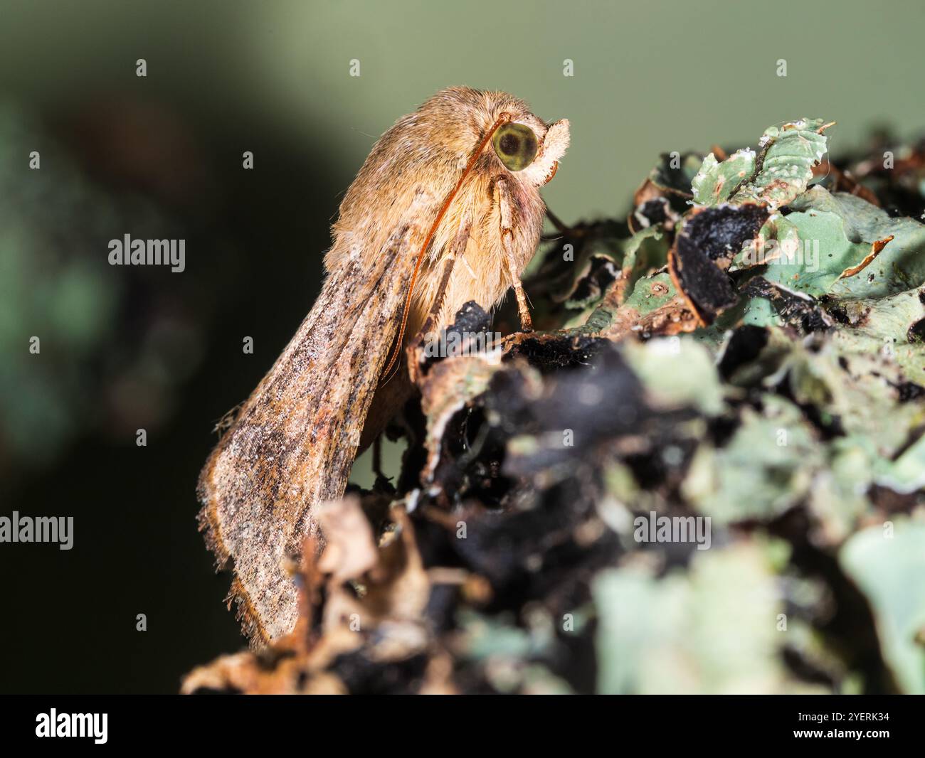 UK autumn flying migrant moth Helicoverpa armigera, Scarce Bordered ...